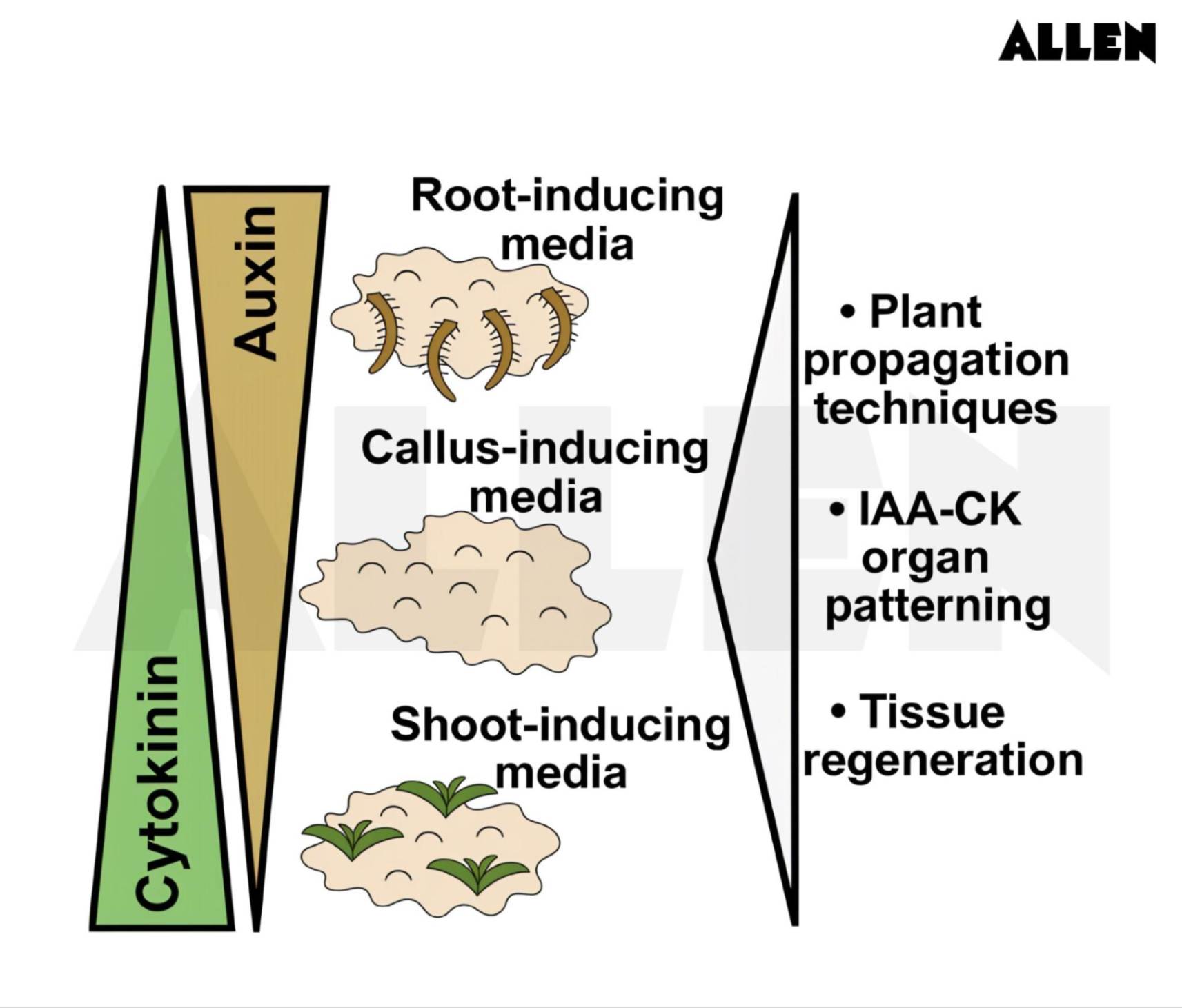 Cytokinins: Synthesis, Types and Physiological Effects